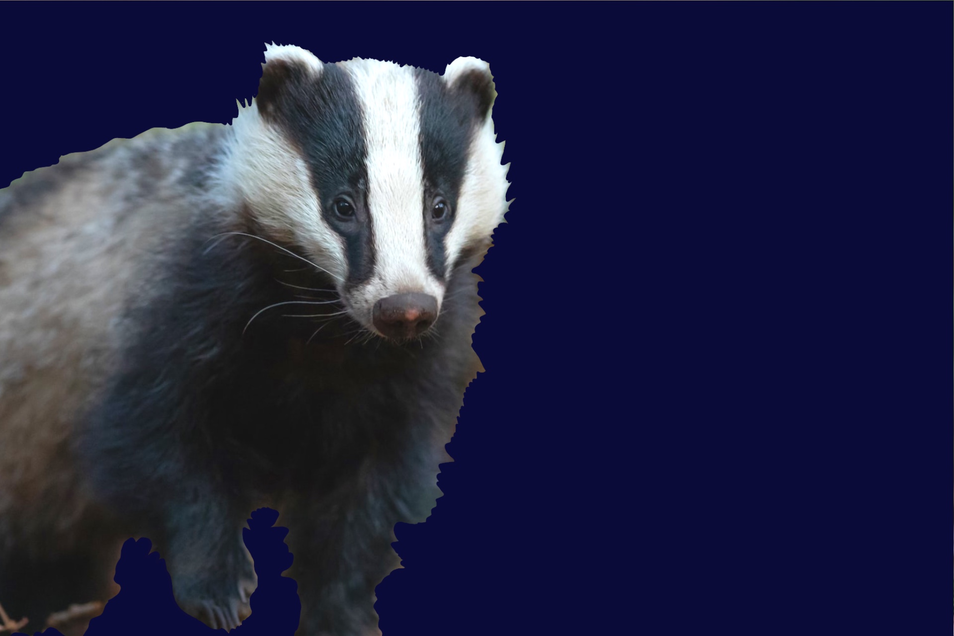 A Little Look at... night-time animals | Oxford University Museum of ...