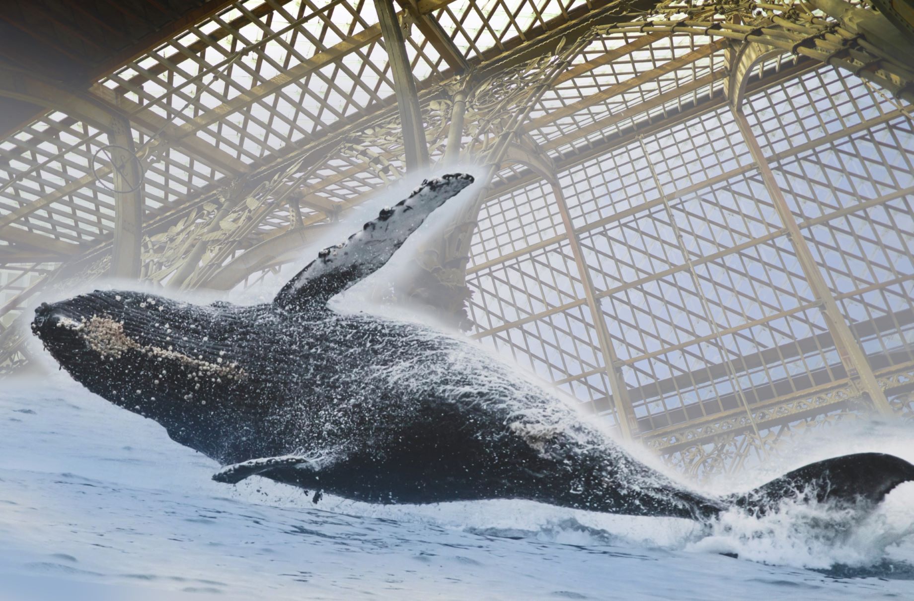 How To Be A Whale | Oxford University Museum of Natural History