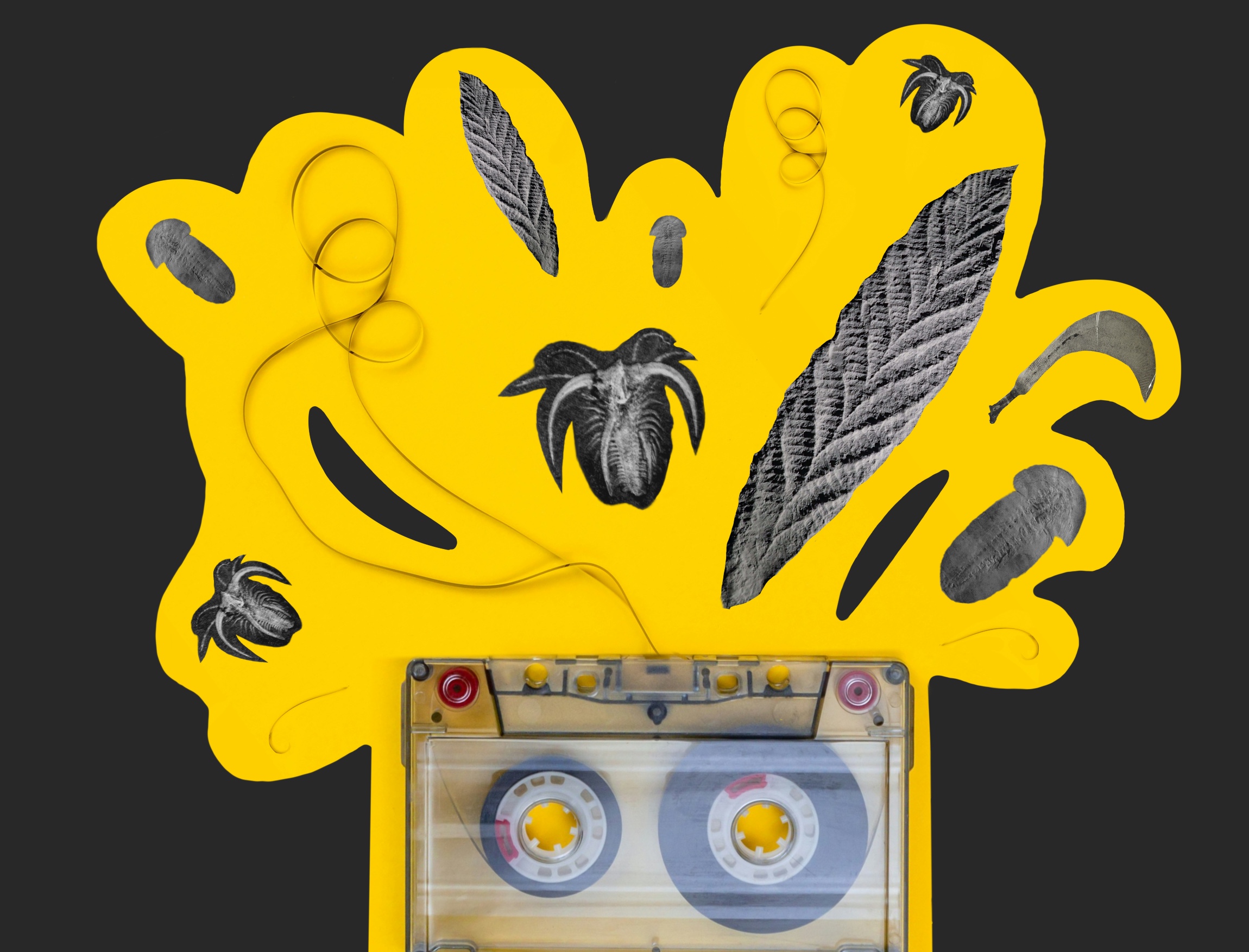 Replaying the Tape | Oxford University Museum of Natural History