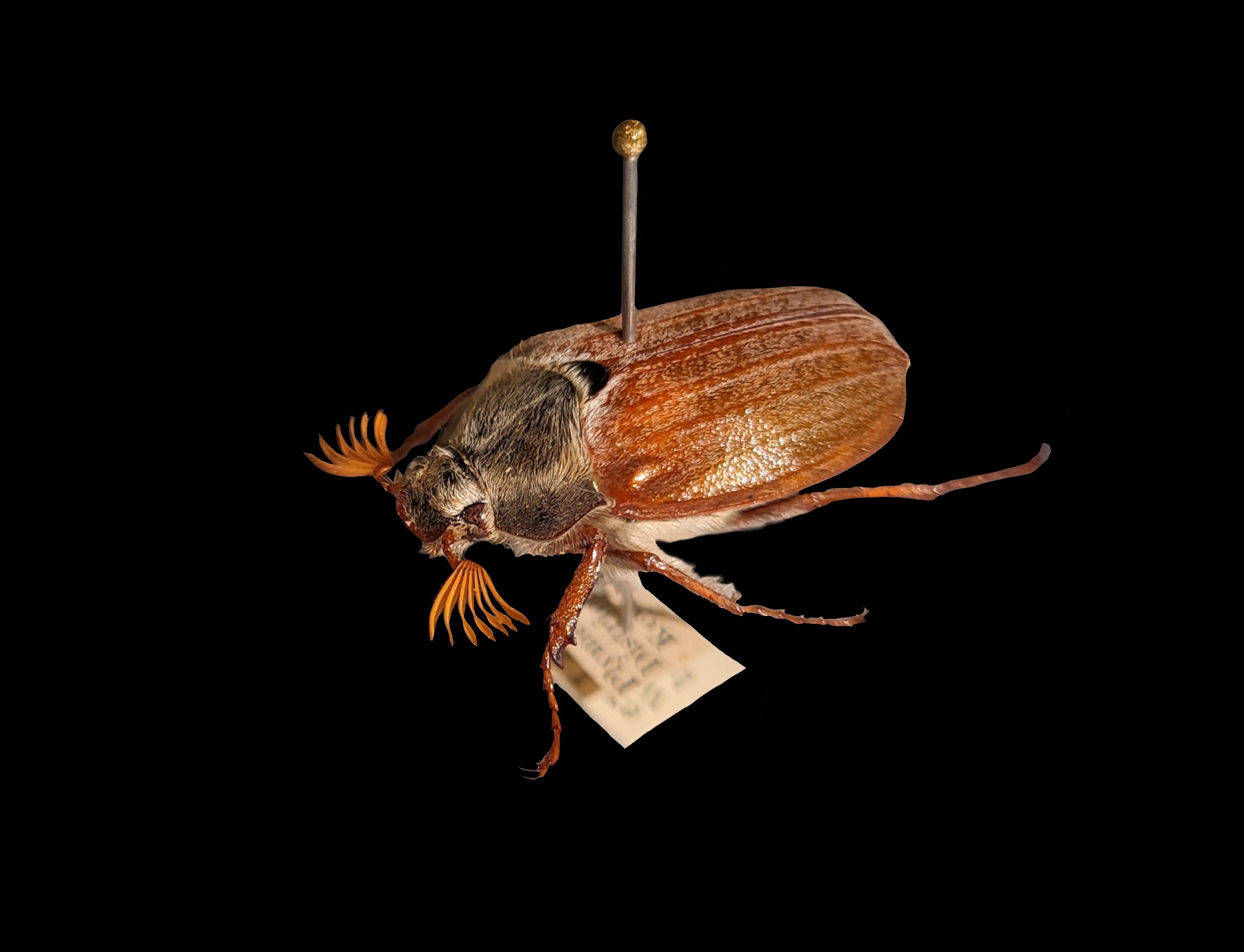 Presenting... Insect Metamorphosis | Oxford University Museum of ...