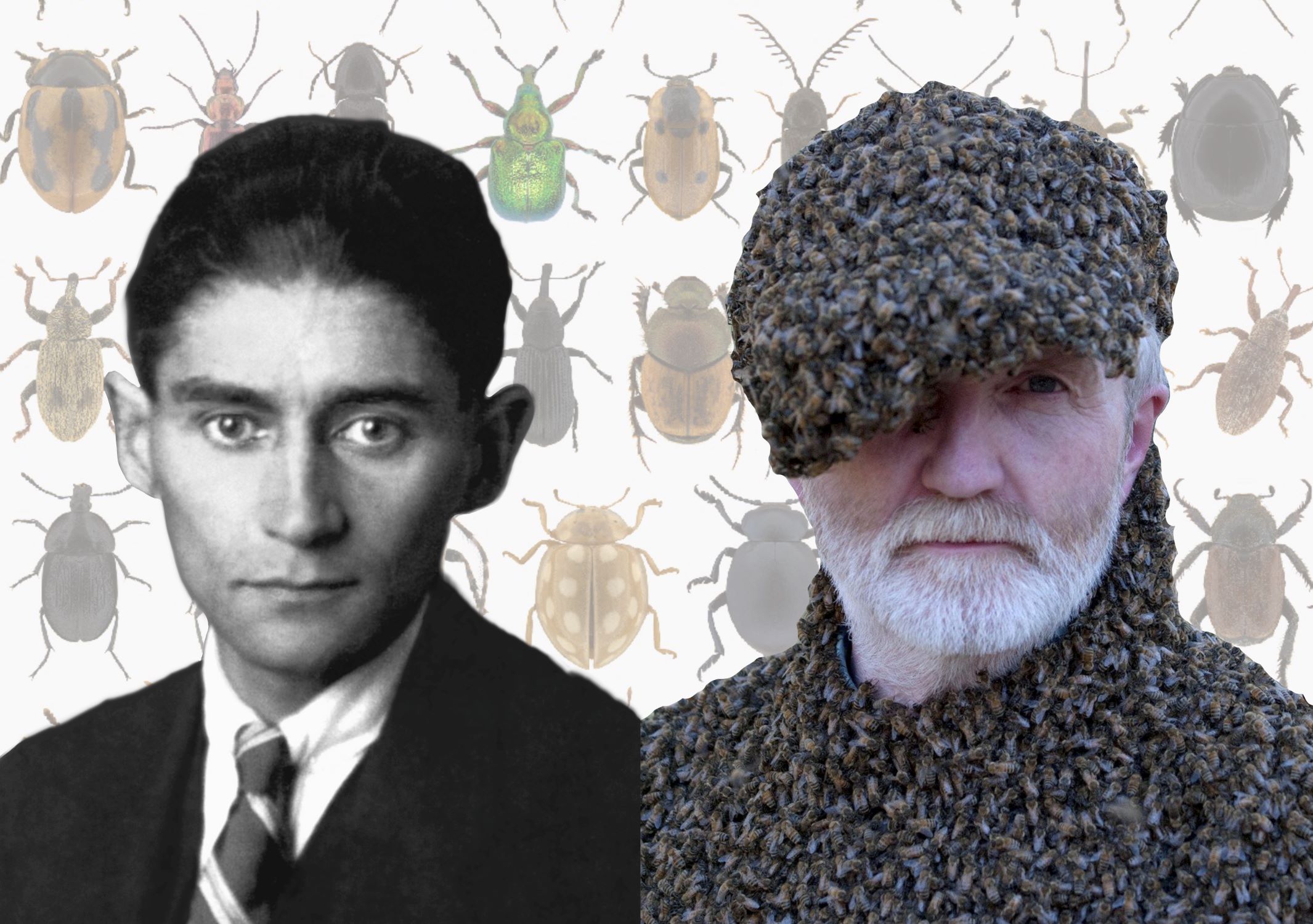What's Kafka's problem with insects? | Oxford University Museum of ...