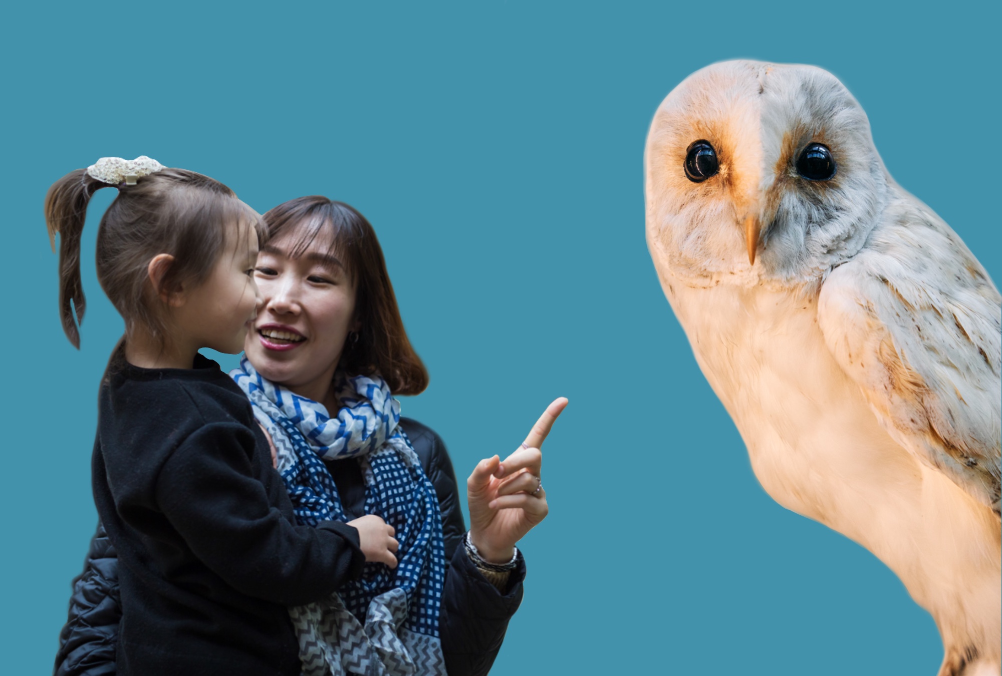 A Little Look at... Forest Friends | Oxford University Museum of ...