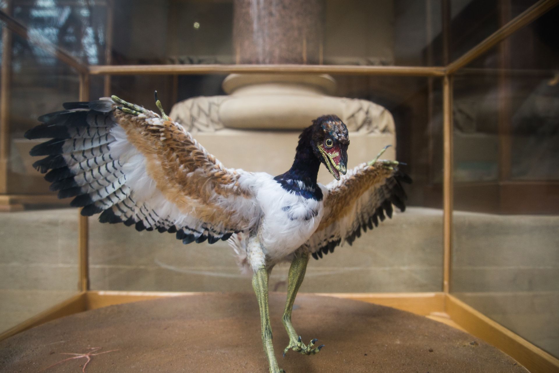 Adapt and Evolve | Oxford University Museum of Natural History