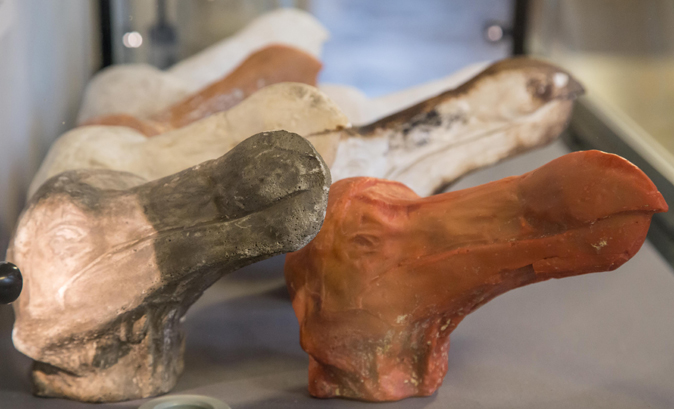 Flight of the dodo | Oxford University Museum of Natural History