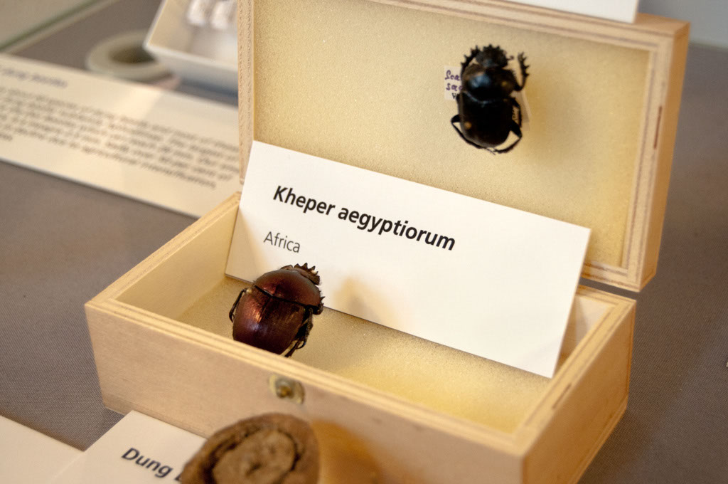 Delightful dung beetles | Oxford University Museum of Natural History