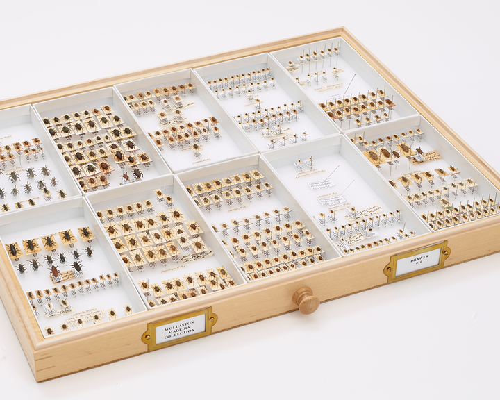 Using our collections | Oxford University Museum of Natural History