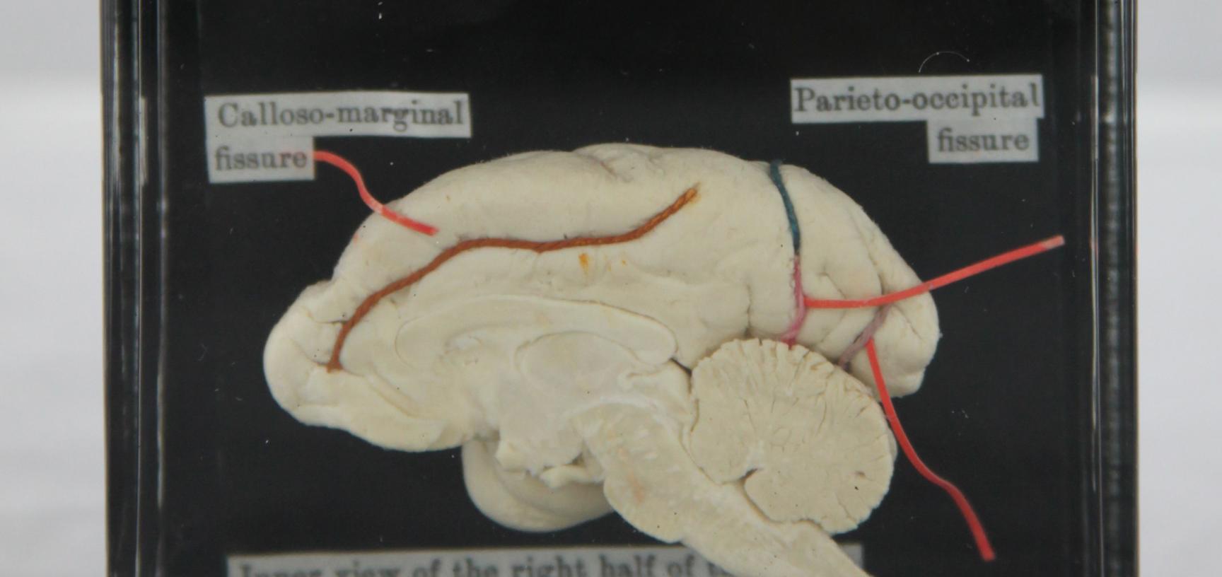 Collections care | Oxford University Museum of Natural History