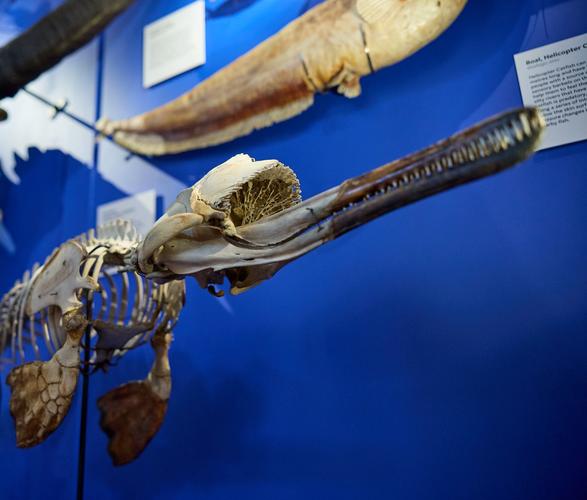 Museum of Natural History homepage | Oxford University Museum of ...