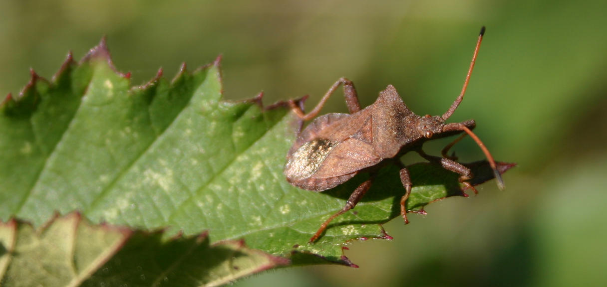 1st Leg – Finding and Identifying Insects | Oxford University Museum of ...
