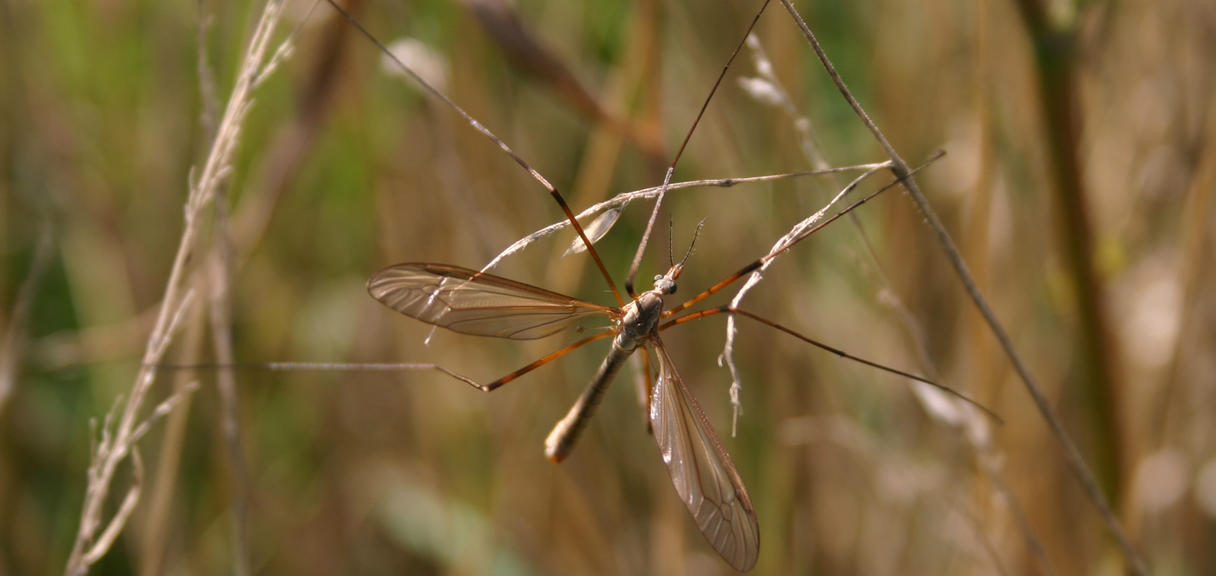 Going Beyond Six Legs of Summer | Oxford University Museum of Natural ...