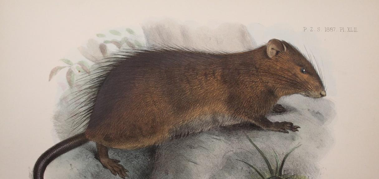 Christmas Island | Oxford University Museum of Natural History