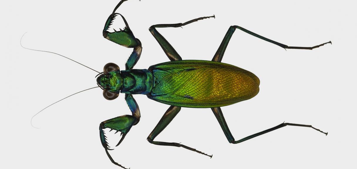 Marvellous Mantodea | Oxford University Museum of Natural History
