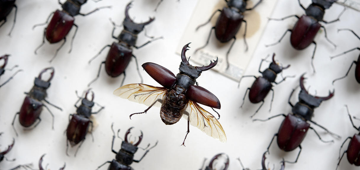 1st Leg – Finding and Identifying Insects | Oxford University Museum of ...