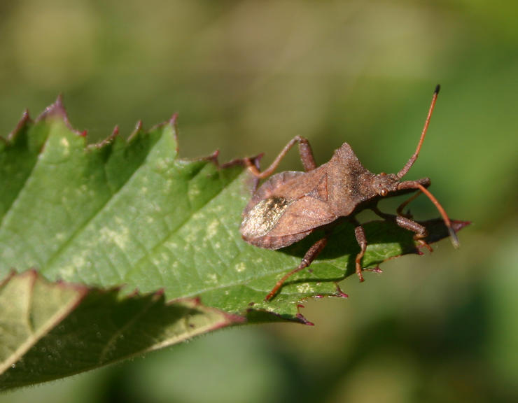 1st Leg – Finding and Identifying Insects | Oxford University Museum of ...