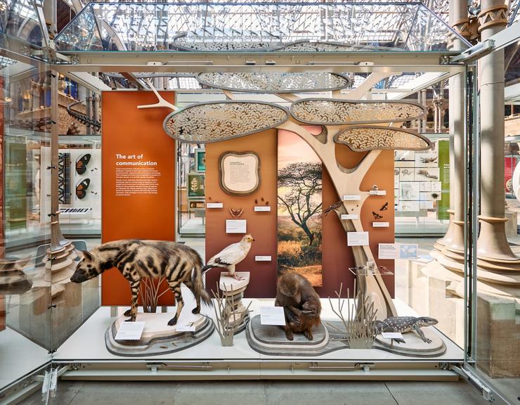 EXHIBITIONS AND DISPLAYS | Oxford University Museum of Natural History