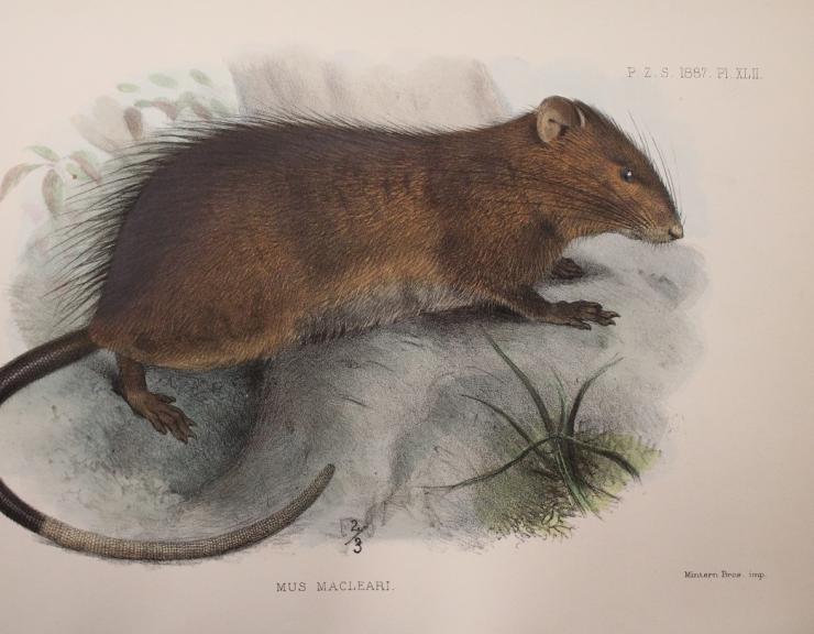 Christmas Island | Oxford University Museum of Natural History