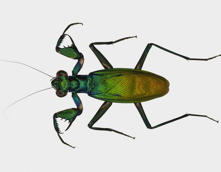 Marvellous Mantodea | Oxford University Museum of Natural History