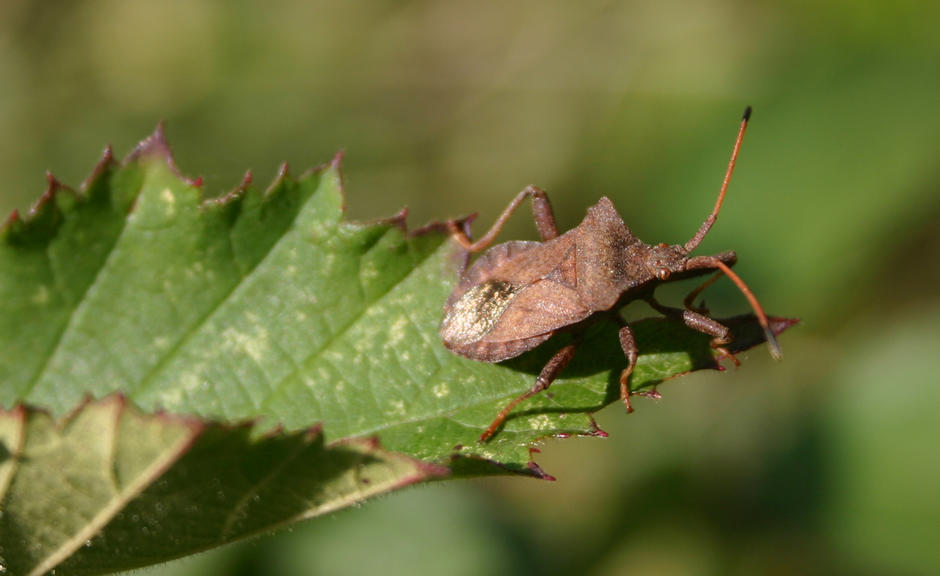 1st Leg – Finding and Identifying Insects | Oxford University Museum of ...