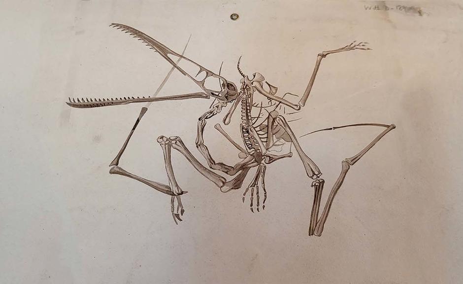 Ptero-fying Creatures | Oxford University Museum of Natural History