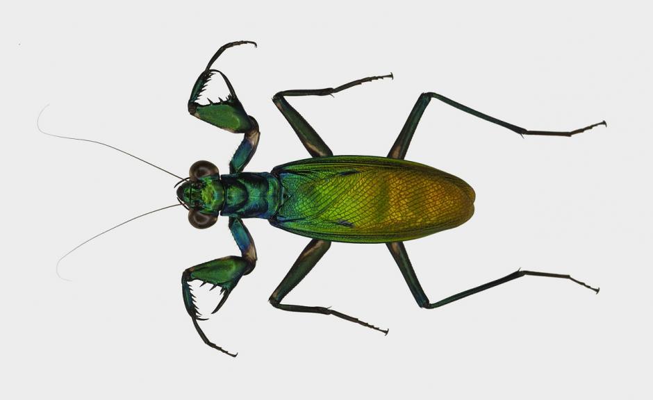 Marvellous Mantodea | Oxford University Museum of Natural History