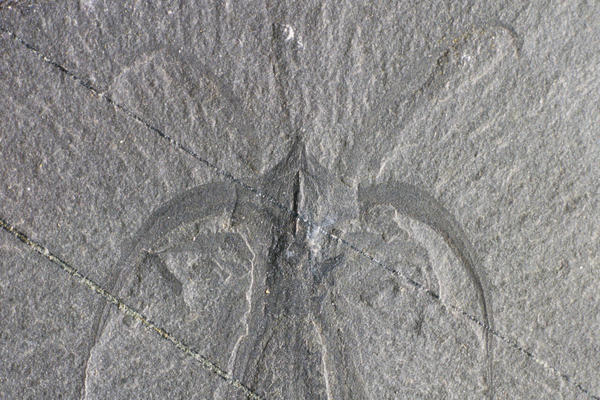 Events | Oxford University Museum of Natural History