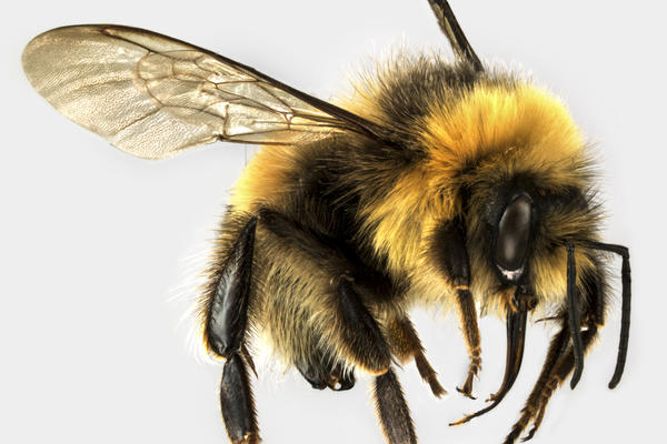 Events | Oxford University Museum of Natural History