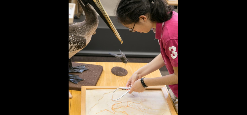 Young people | Oxford University Museum of Natural History