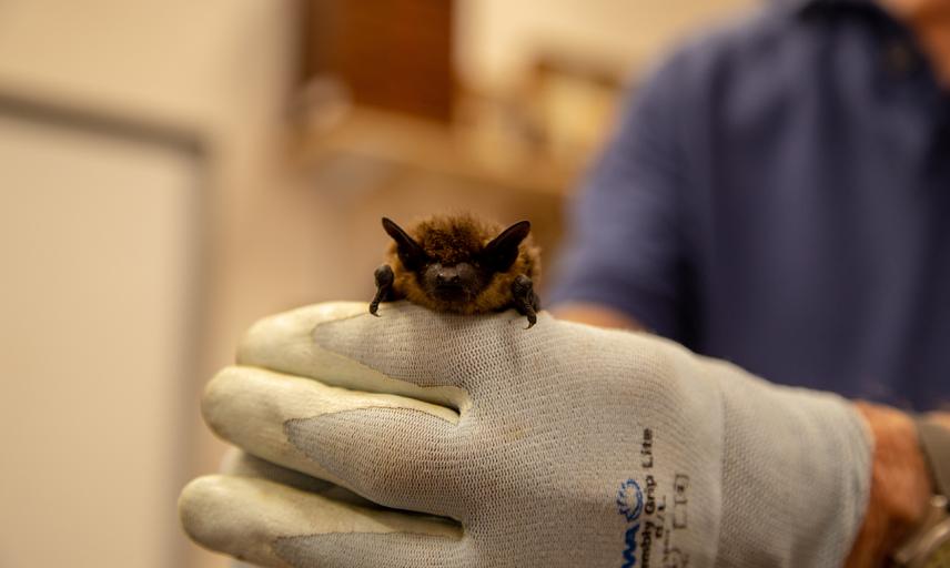 Events | Oxford University Museum of Natural History