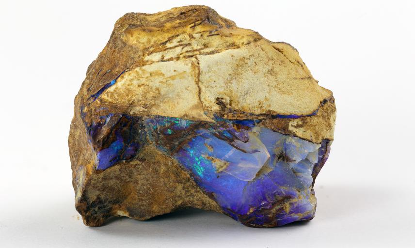 Events | Oxford University Museum of Natural History