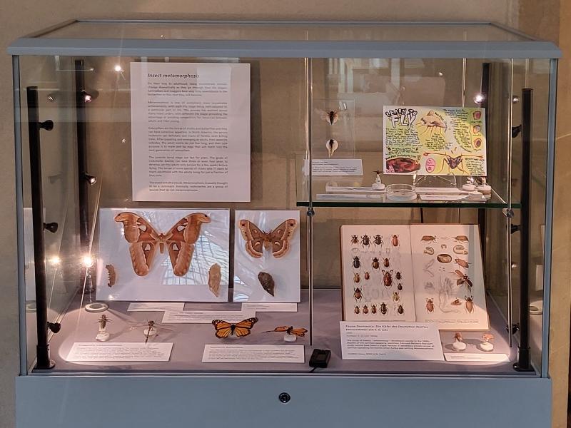 Presenting... Insect Metamorphosis | Oxford University Museum of ...